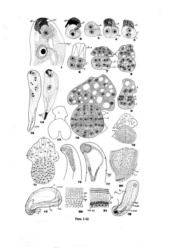 STUDIES IN THE EMBRYOLOGY OF THE